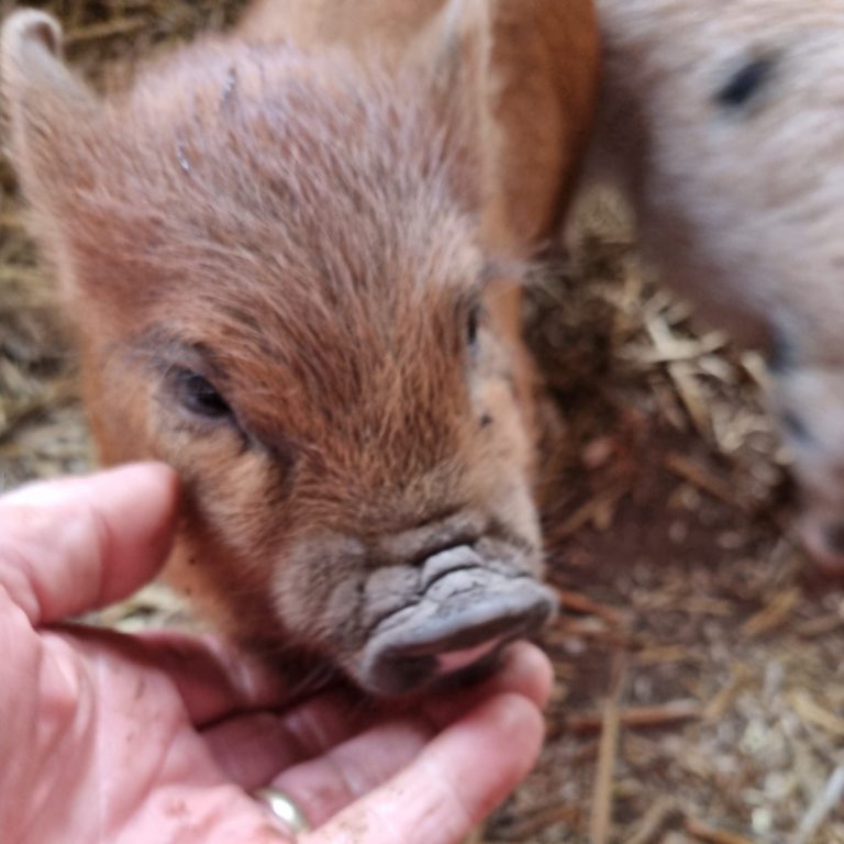 important pig information